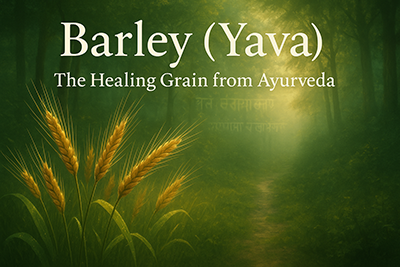 Barley (Yava) – The Ancient Grain with Healing Power – Anantya ...